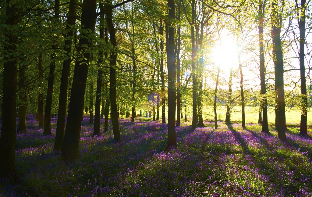 It’s Spring! Use this Season as Your Guide for Inspired Next Steps ...